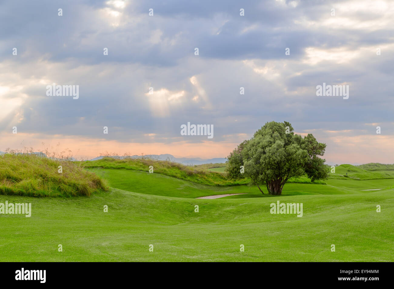 Golf course with tree Stock Photo - Alamy
