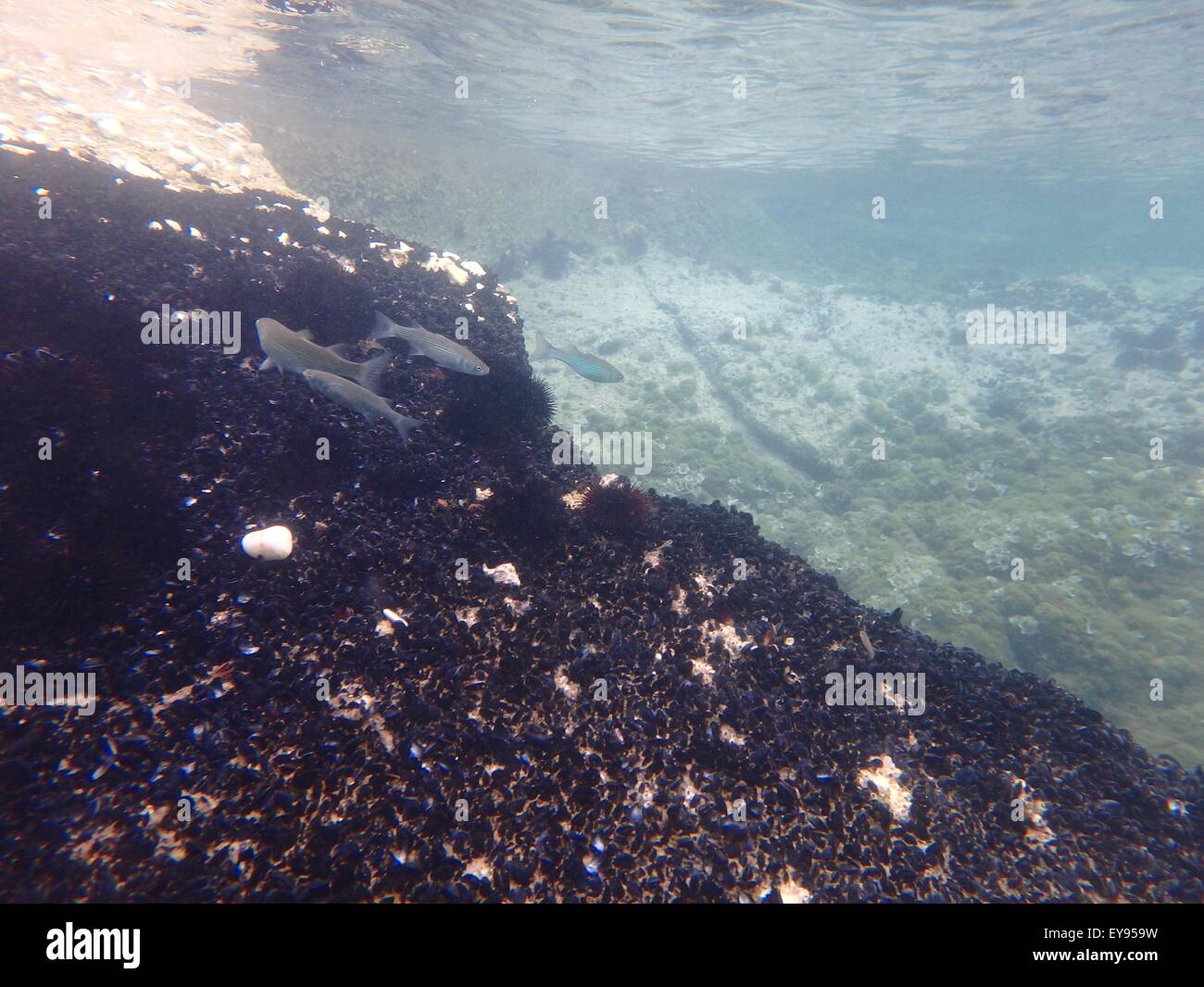 Underwater photography,sea below the surface in shallow and deep waters ...