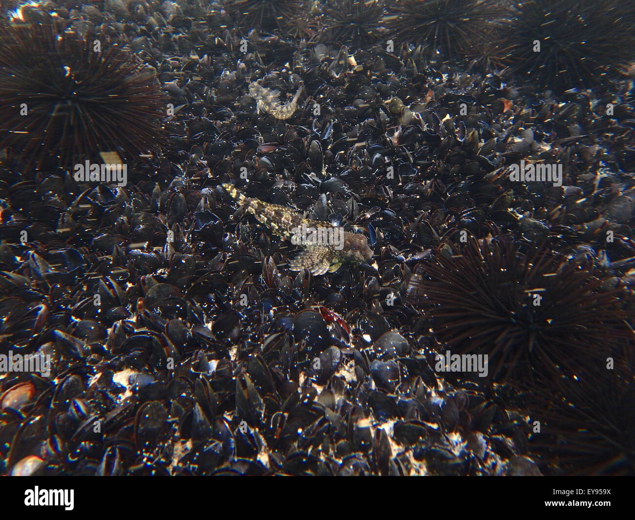 Underwater photography,sea below the surface in shallow and deep waters ...