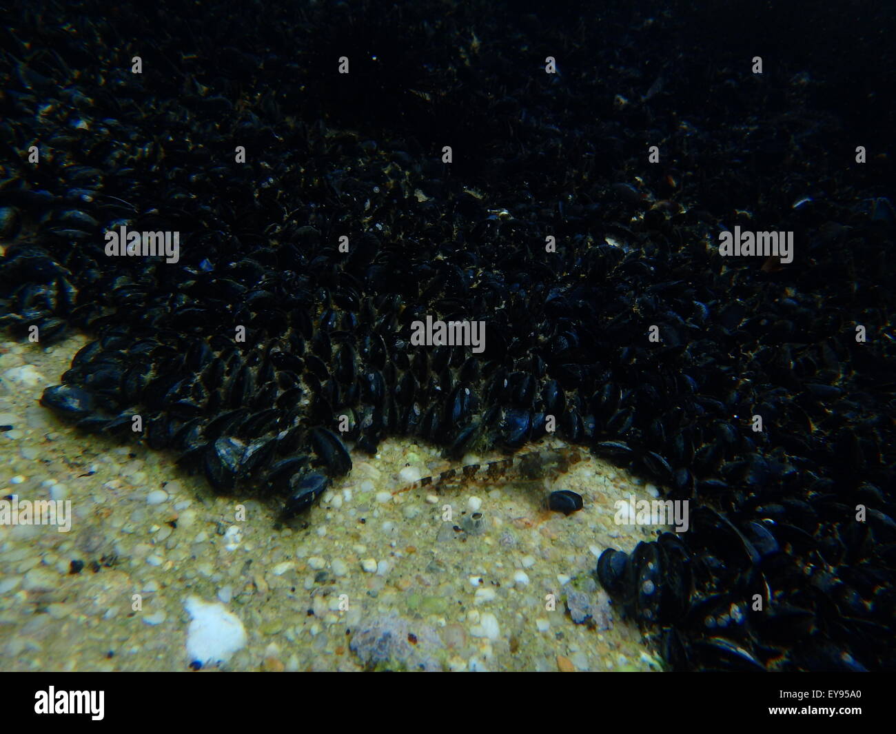 Underwater photography,sea below the surface in shallow and deep waters ...