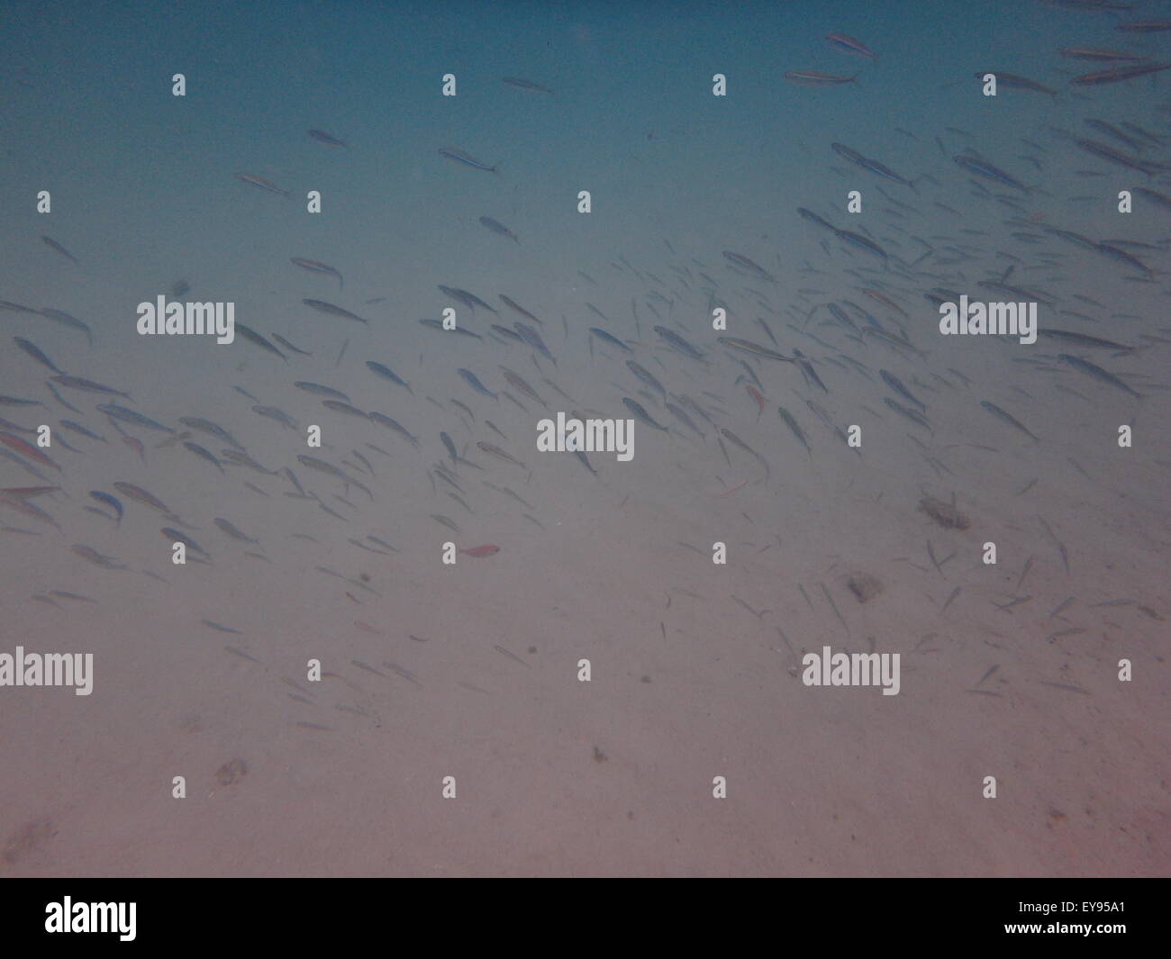 Underwater photography,sea below the surface in shallow and deep waters ...