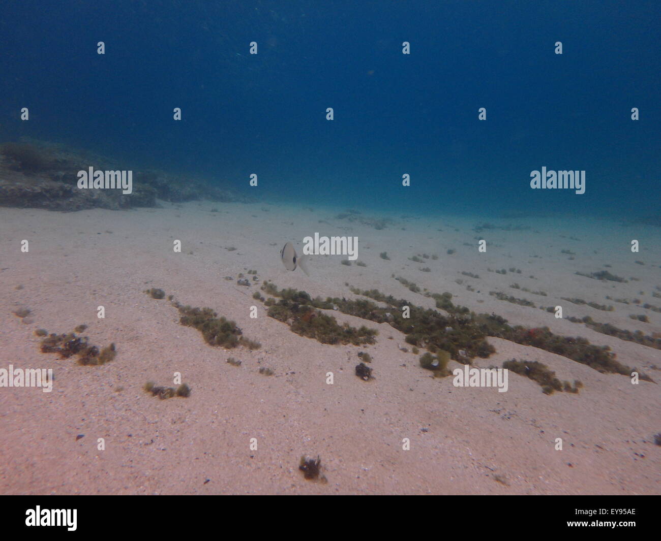 Underwater photography,sea below the surface in shallow and deep waters ...