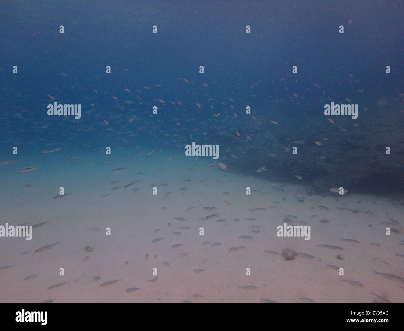 Underwater photography,sea below the surface in shallow and deep waters ...