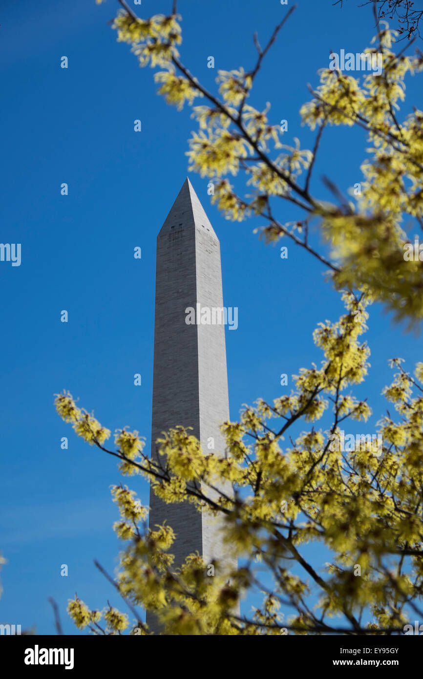 Washington monument with a tree in the foreground; Washington, District ...