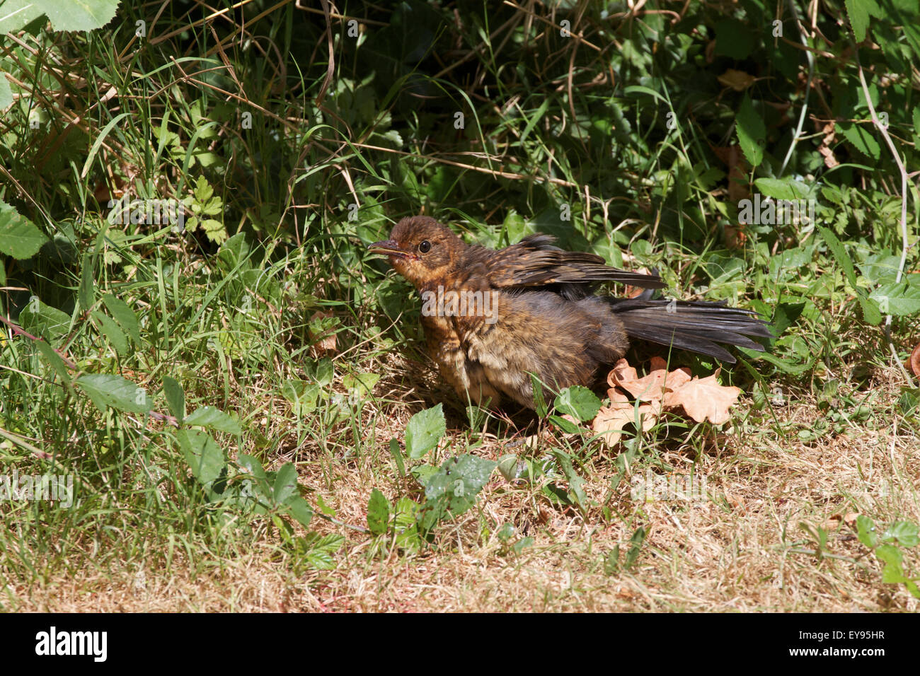 Blackbird sunbathing hi-res stock photography and images - Alamy
