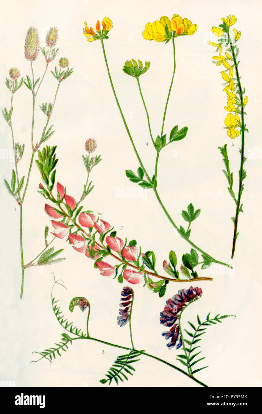 Wilflowers. 1. Hare's-foot clover 2. Rest harrow 3. Tufted Vetch 4 ...