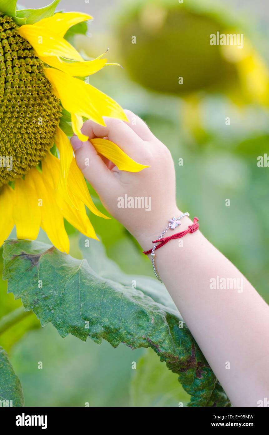 Little girl's hand pick one petal from sunflower Stock Photo - Alamy
