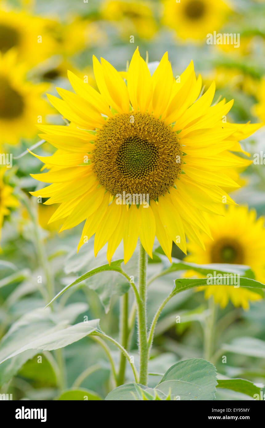 Single sunflower in sunflowers field Stock Photo - Alamy