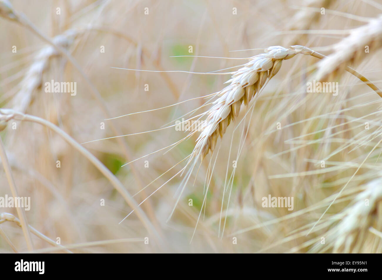 mellow wheat ear in wheat field Stock Photo - Alamy