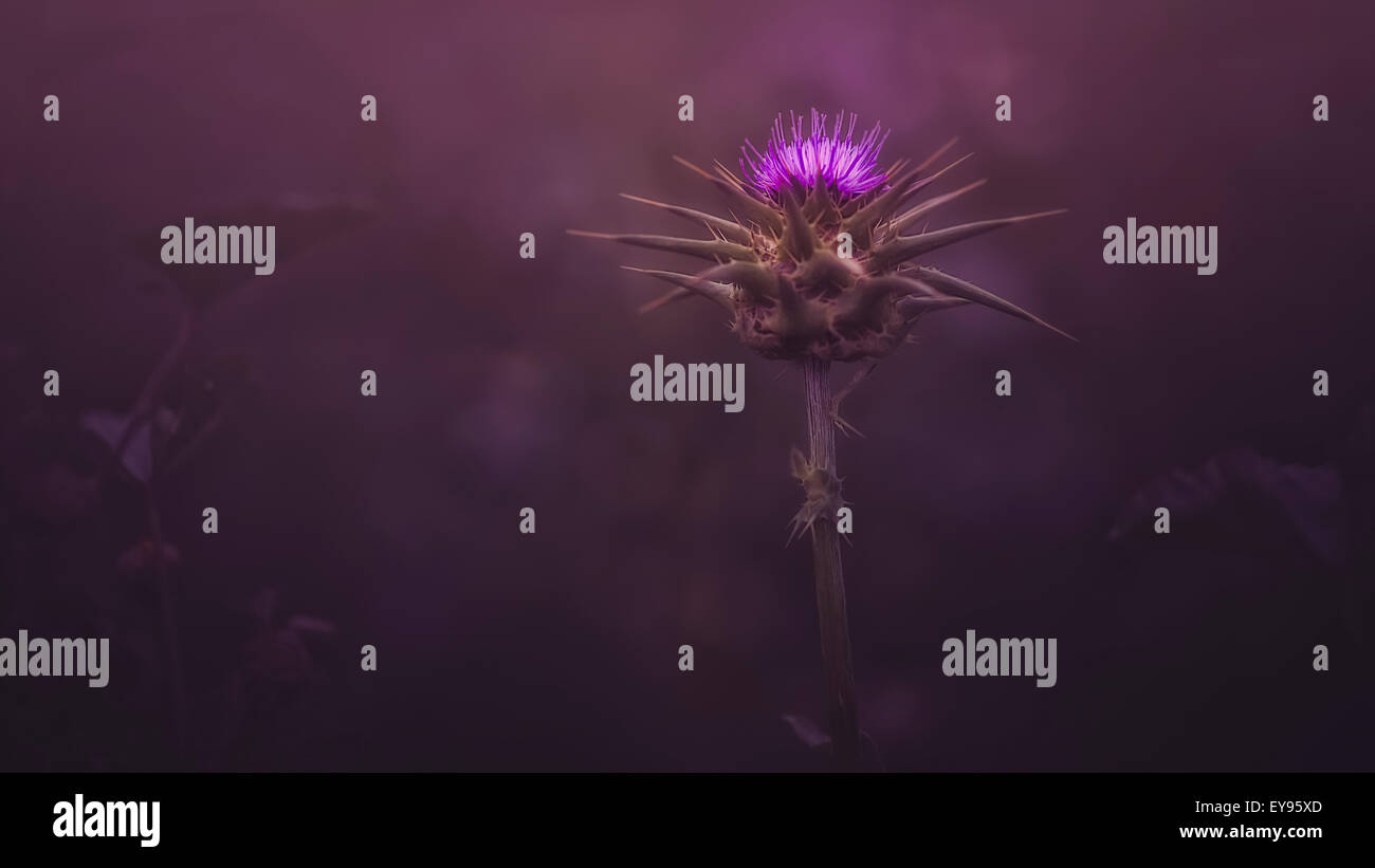 Israel sharon nature hi-res stock photography and images - Alamy