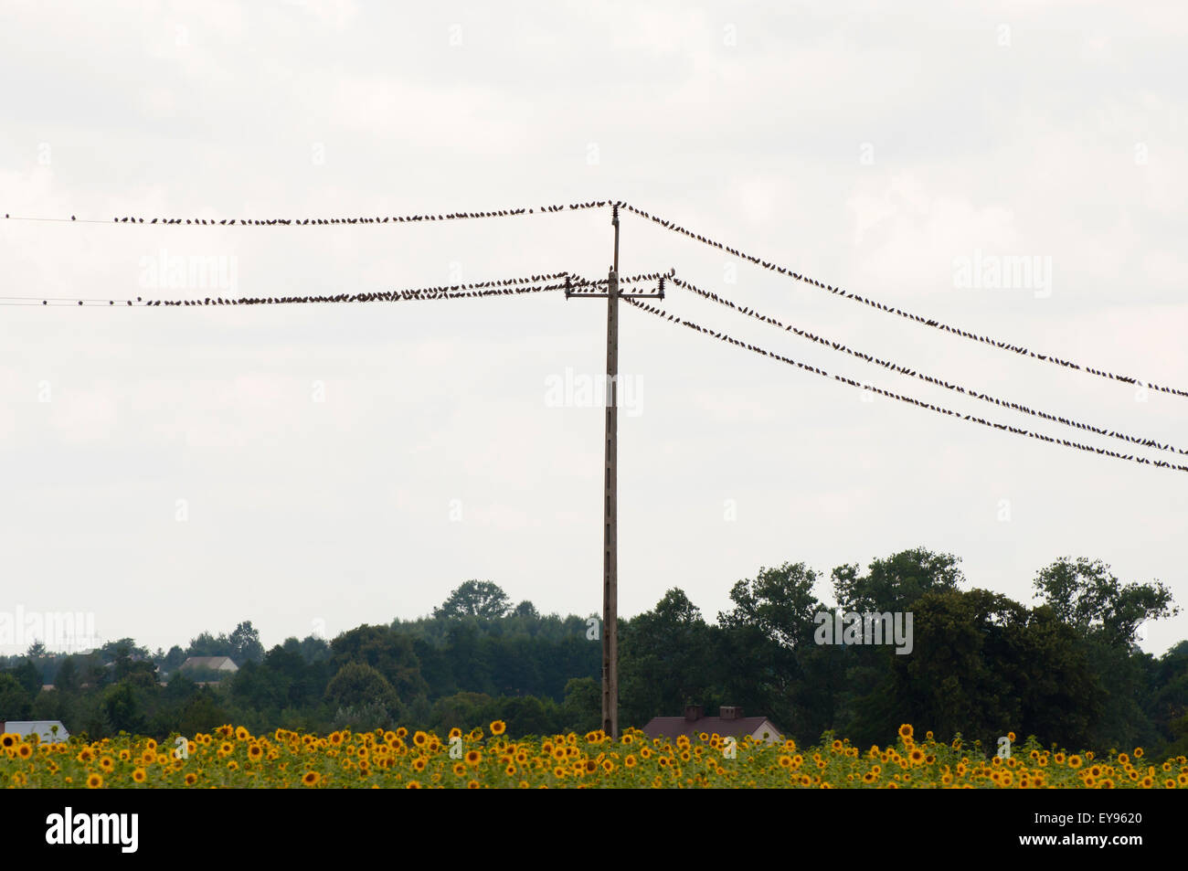 Birds on an Electric Cable Stock Photo - Alamy