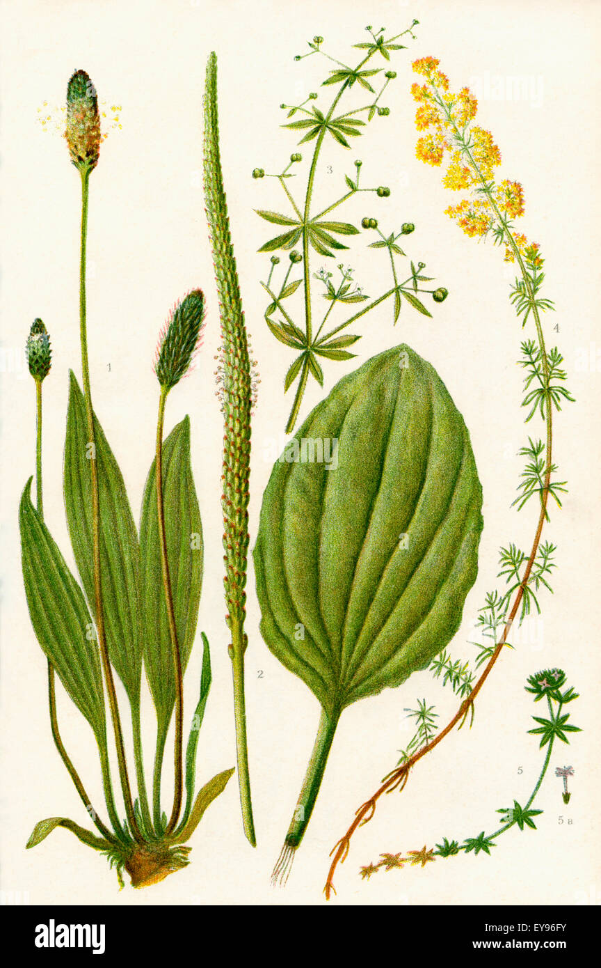 Wildflowers. 1. Rib wort 2. Broadleaved Plantain or Waybread 3. Goose ...