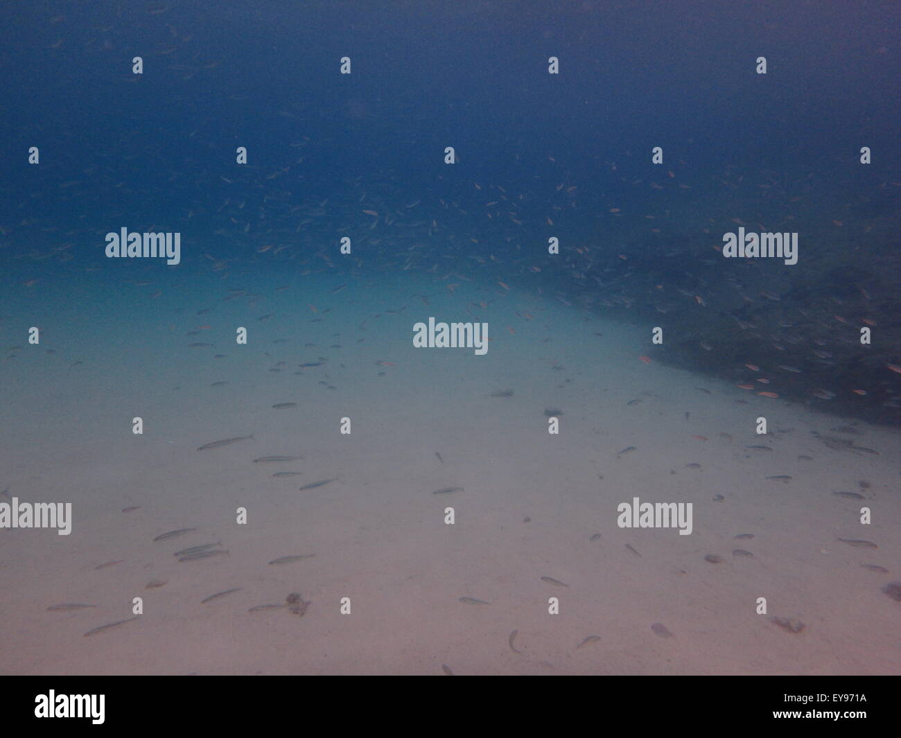 Underwater photography,sea below the surface in shallow and deep waters ...