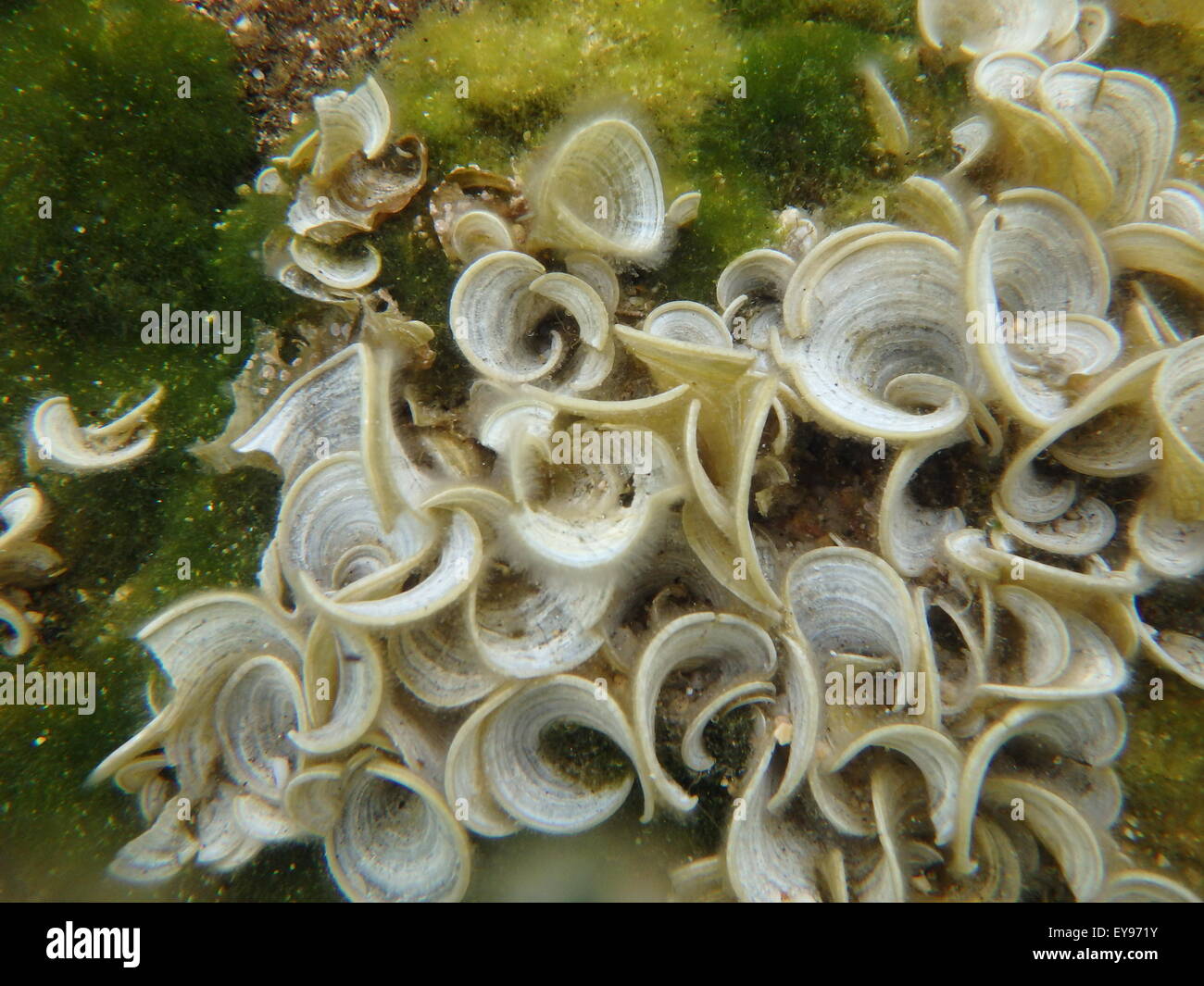 Underwater photography,sea below the surface in shallow and deep waters ...