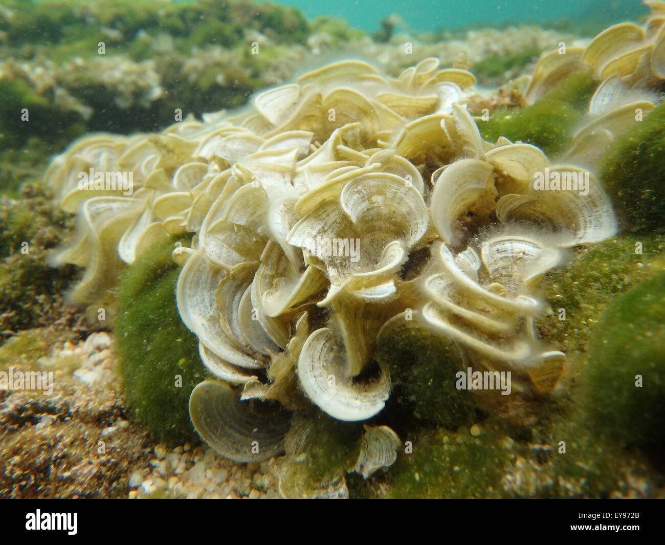 Underwater photography,sea below the surface in shallow and deep waters ...