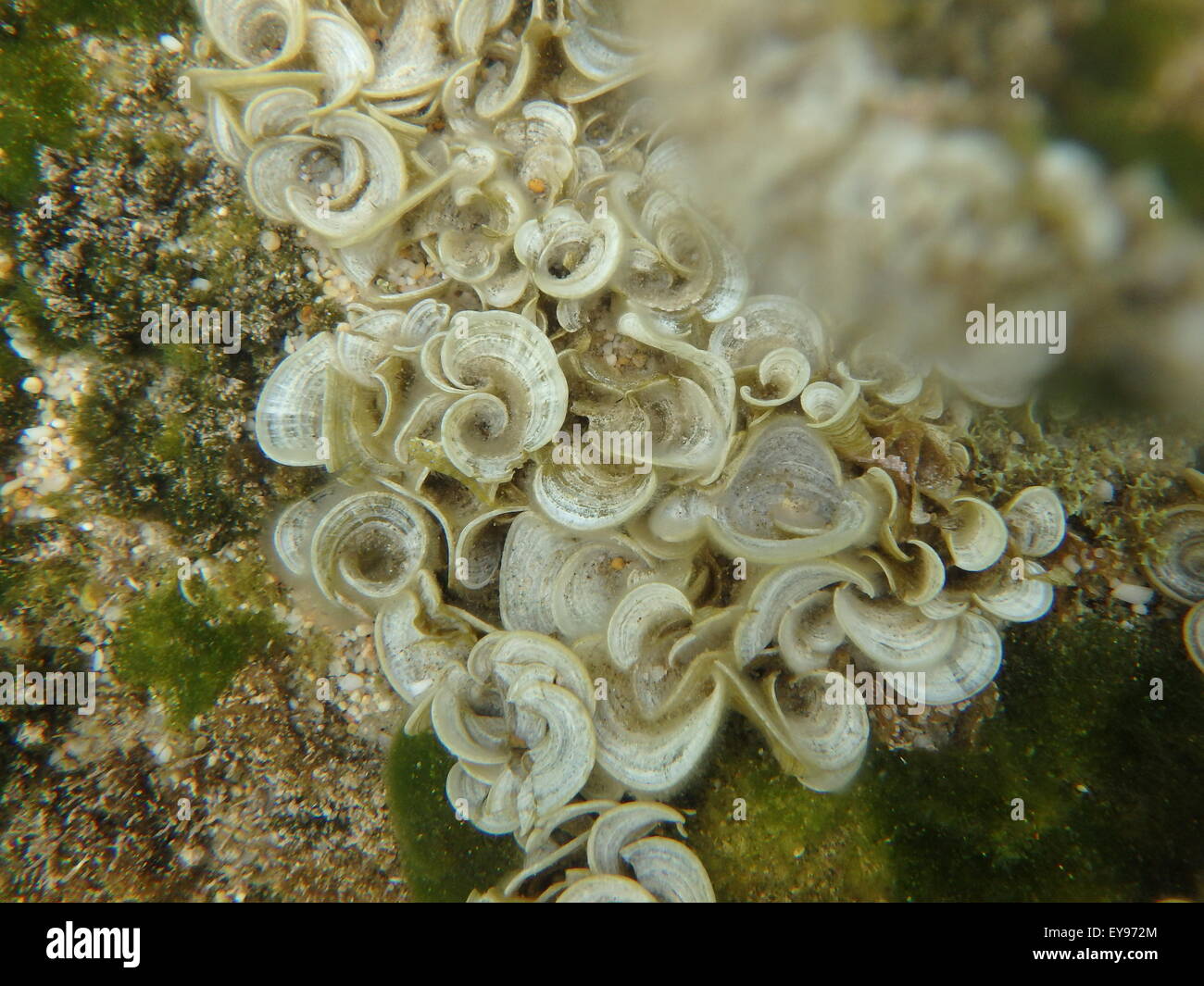 Underwater photography,sea below the surface in shallow and deep waters ...