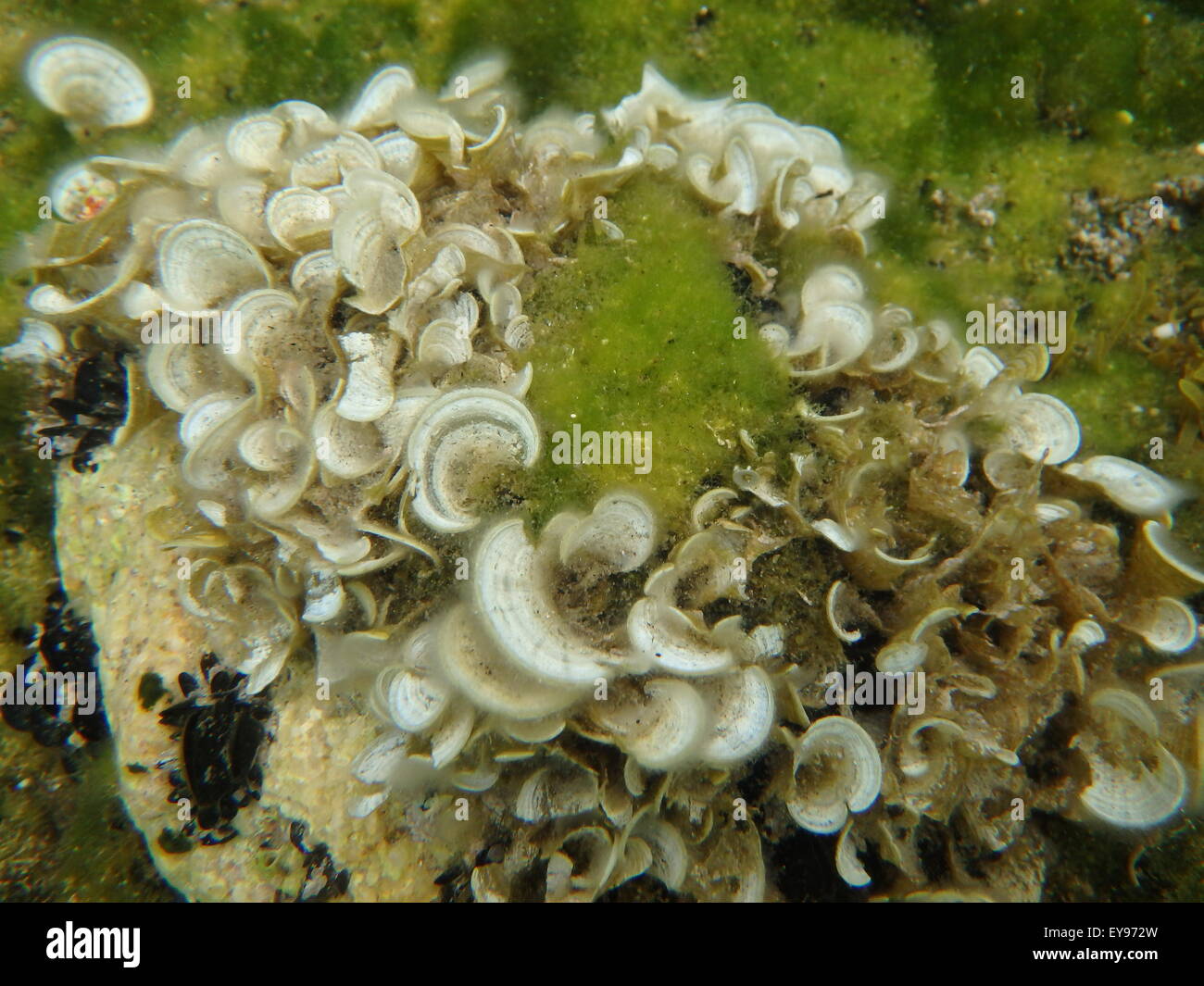 Underwater photography,sea below the surface in shallow and deep waters ...