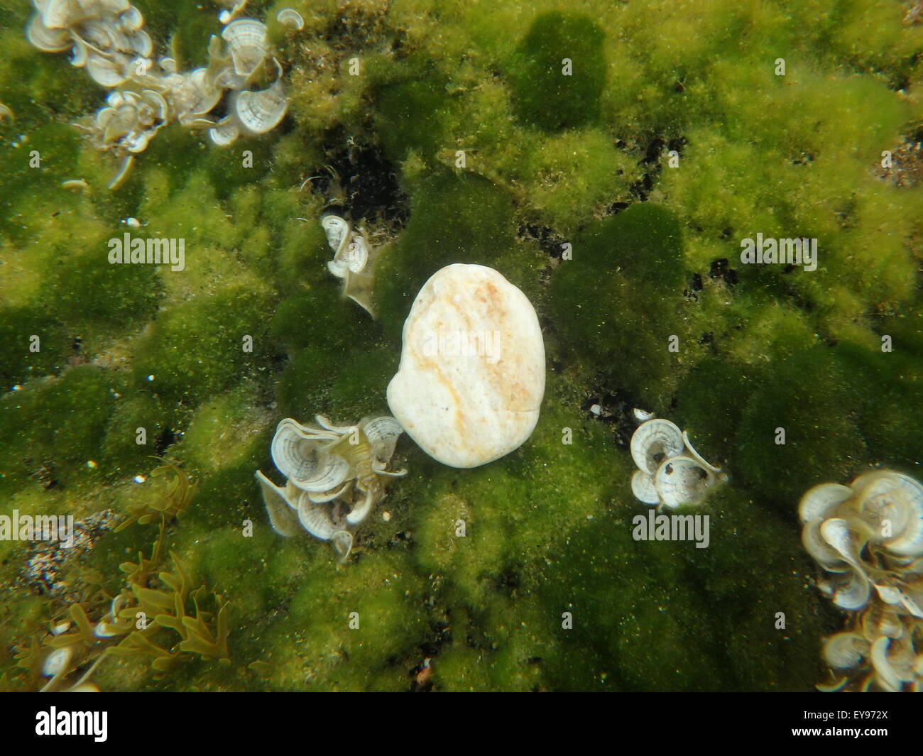 Underwater photography,sea below the surface in shallow and deep waters ...