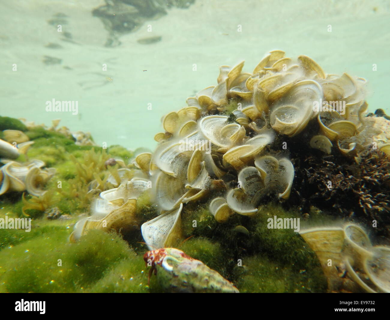 Underwater photography,sea below the surface in shallow and deep waters ...