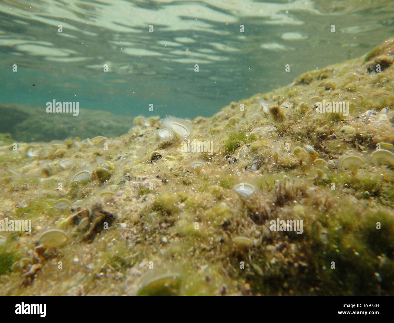 Underwater photography,sea below the surface in shallow and deep waters ...
