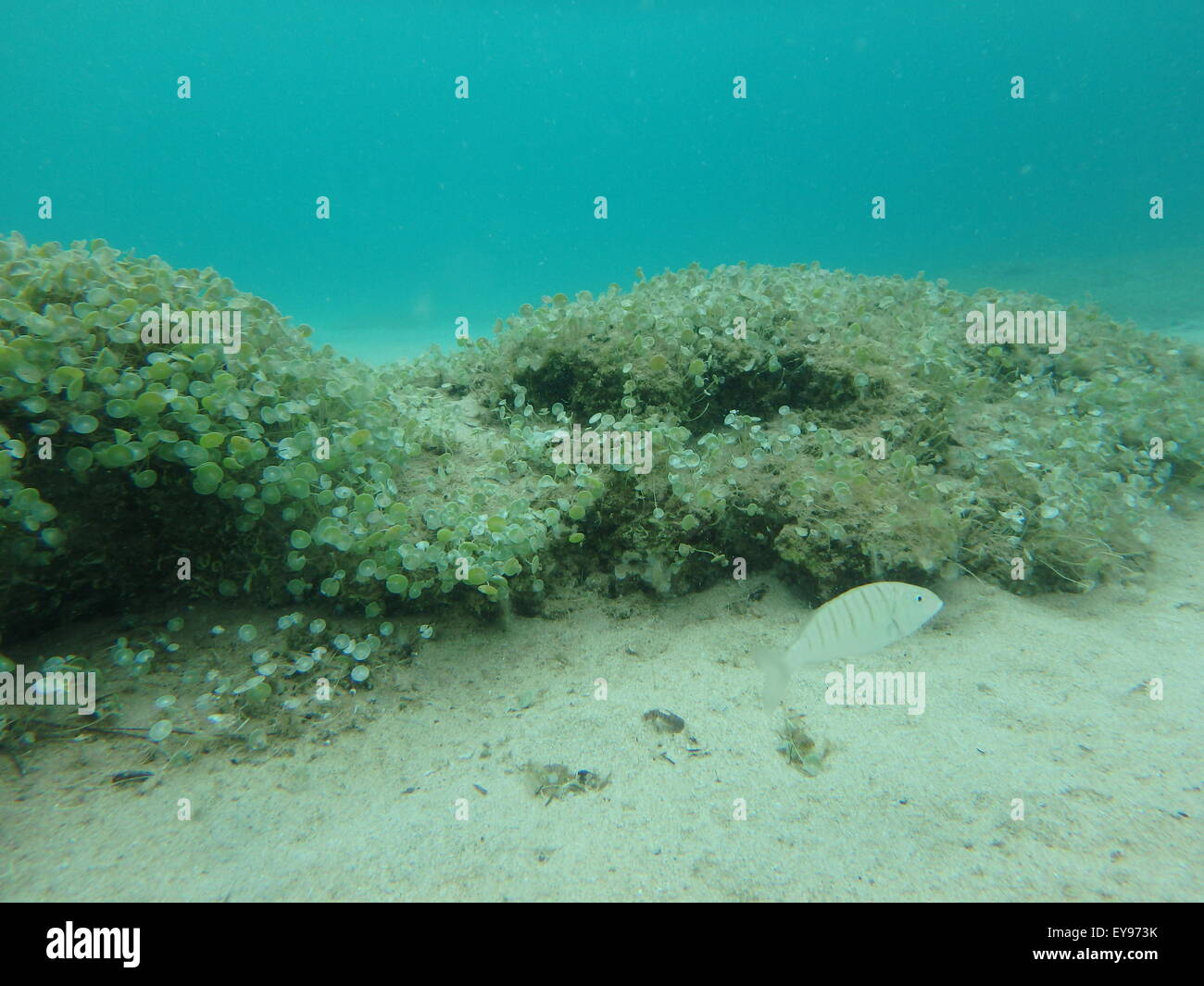 Underwater photography,sea below the surface in shallow and deep waters ...