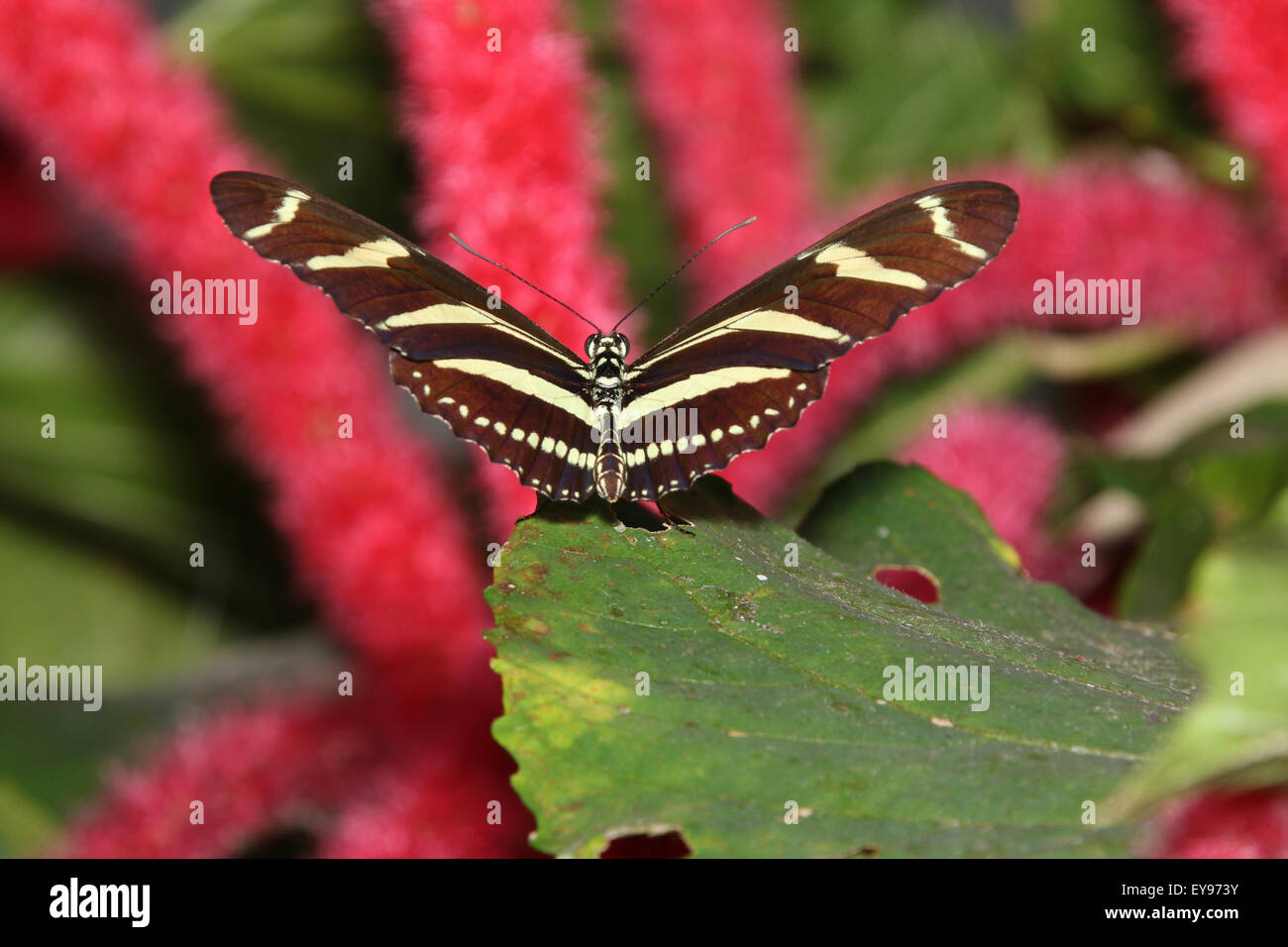 Butterfly. Zebra Longwing, Heliconius charitonius. The Butterfly ...