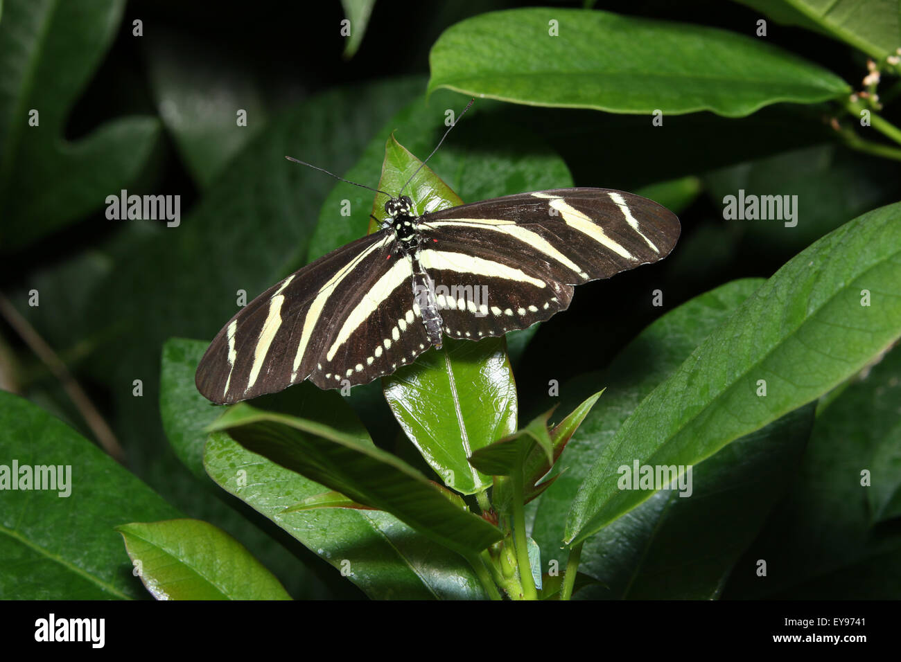 Butterfly. Zebra Longwing, Heliconius charitonius. The Butterfly ...