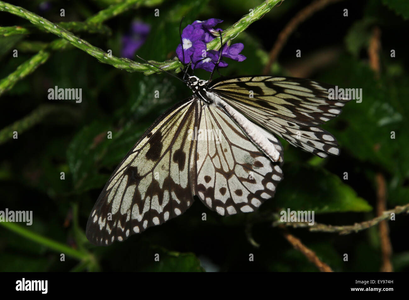 Butterfly. Rice Paper, Paper Kite, Idea leuconoe. The Butterfly ...