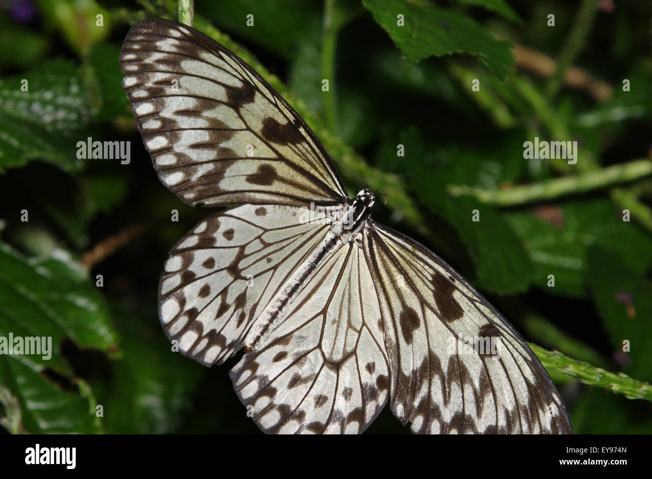 Butterfly. Rice Paper, Paper Kite, Idea leuconoe. The Butterfly ...