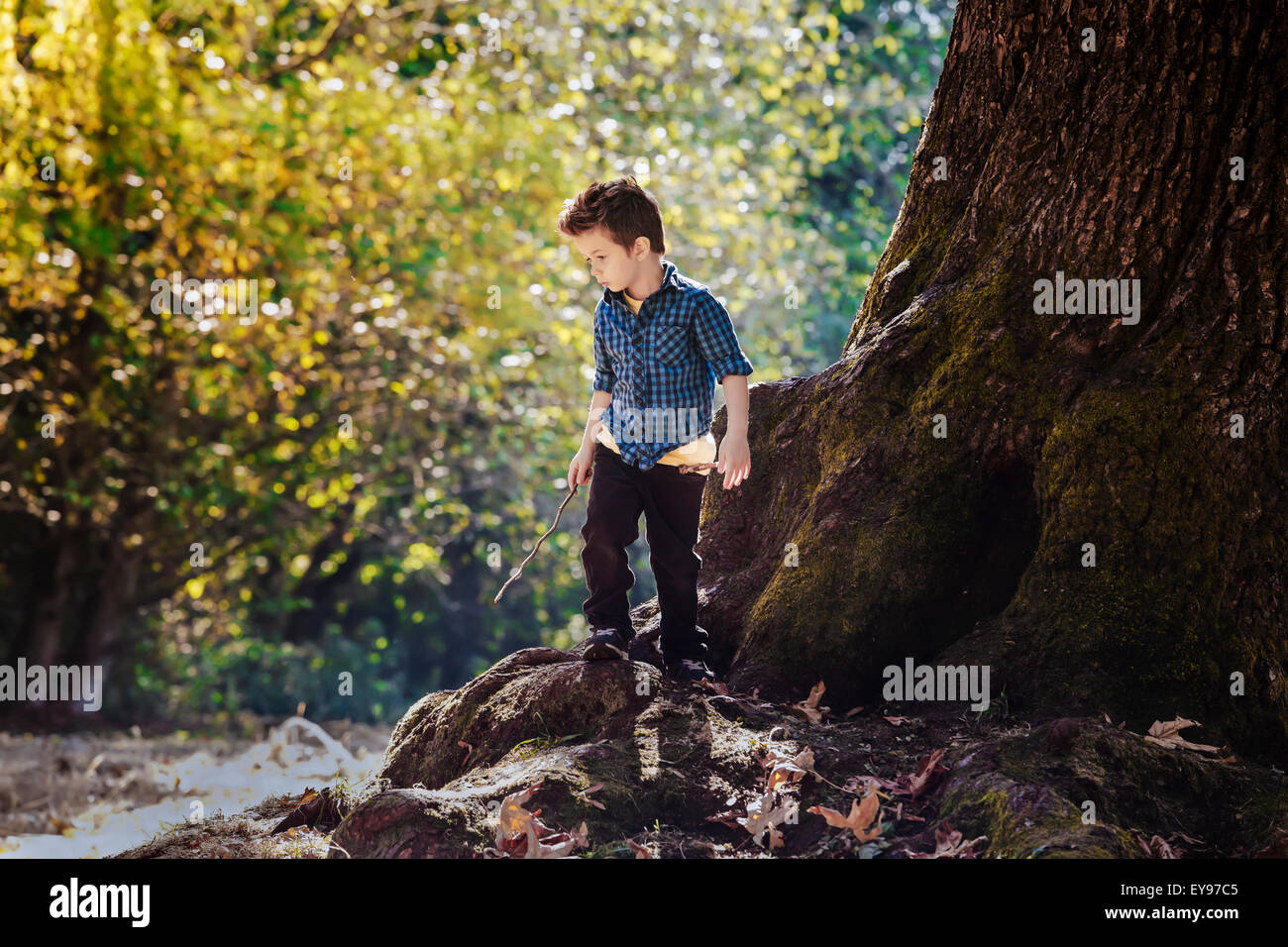 Young boy exploring in a forest beside a large oak tree; Langley ...
