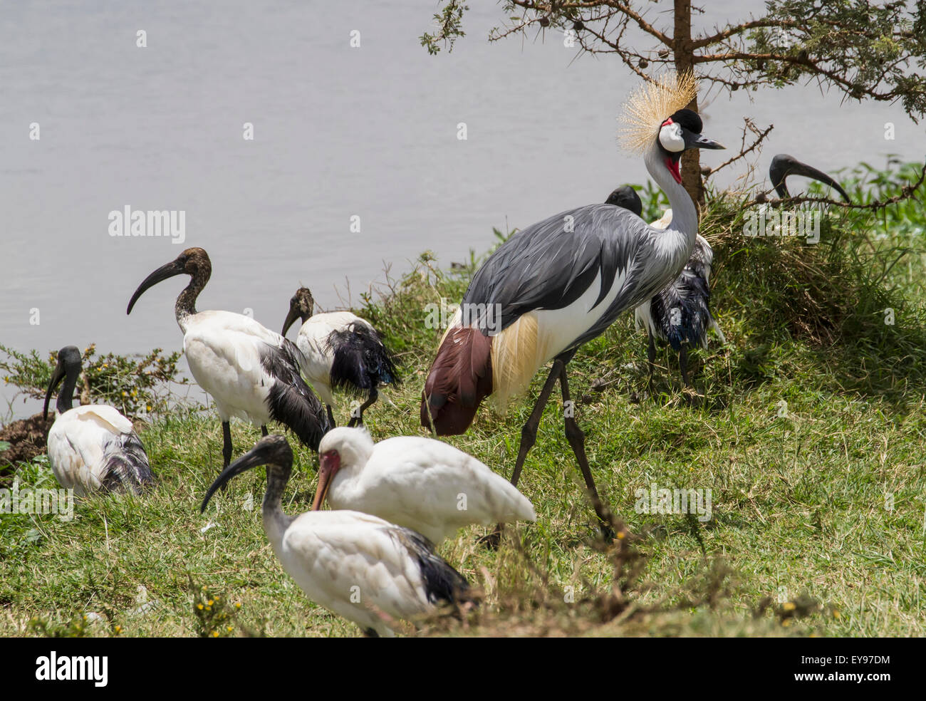 African sacred ibis (Threskiornis aethiopicus) and grey crowned cranes ...