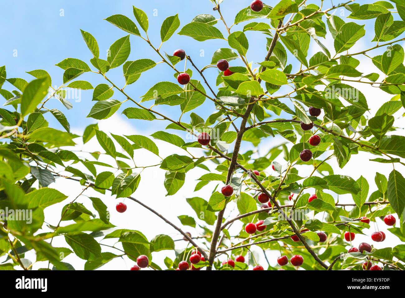blue sky with white cloud and red cherry on tree Stock Photo - Alamy