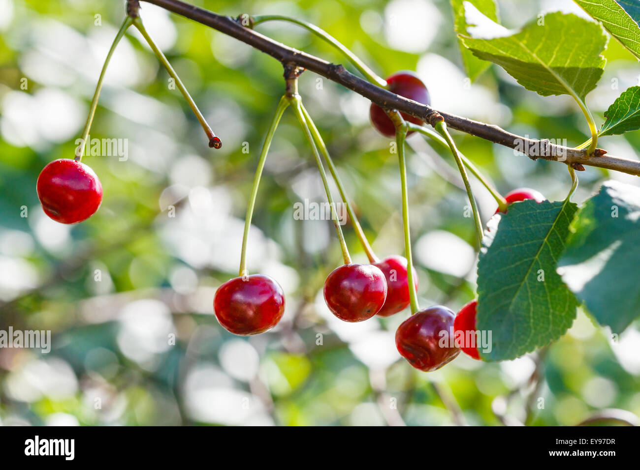 branch with several red cherry ripe fruits close up in summer day Stock ...