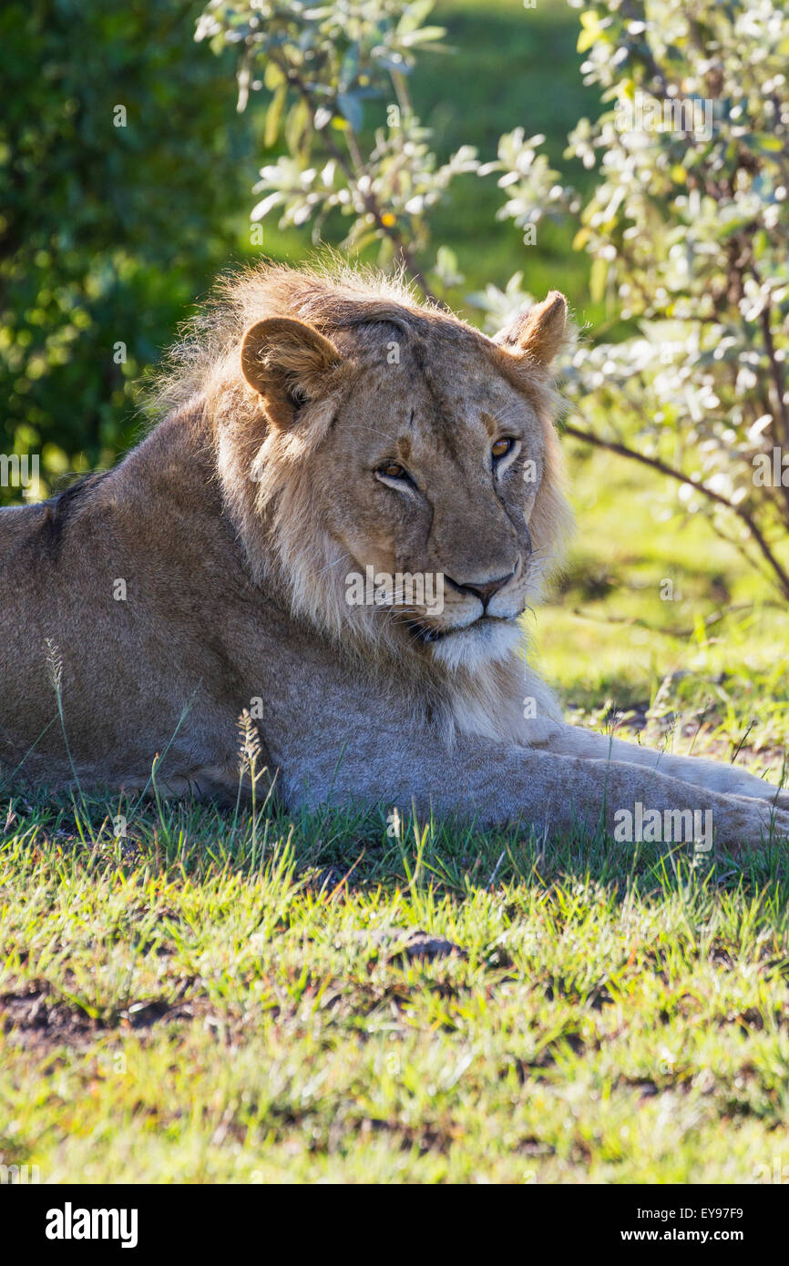 Male East African lion (Panthera leo nubica), Mara Naboisho Conservancy ...