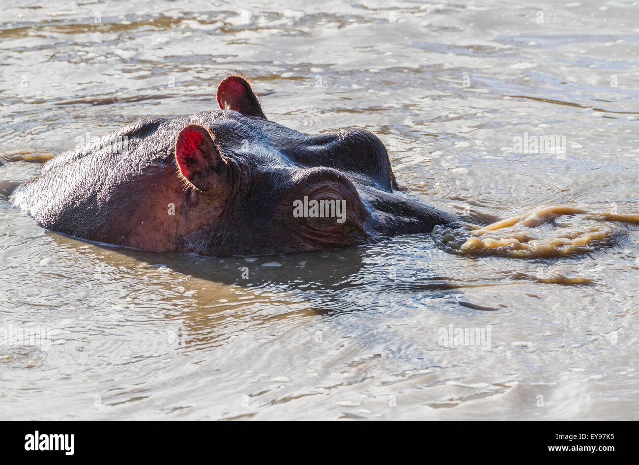 Hippopotamus (Hippopotamus amphibius) in a hippo pool, Mara Naboisho ...