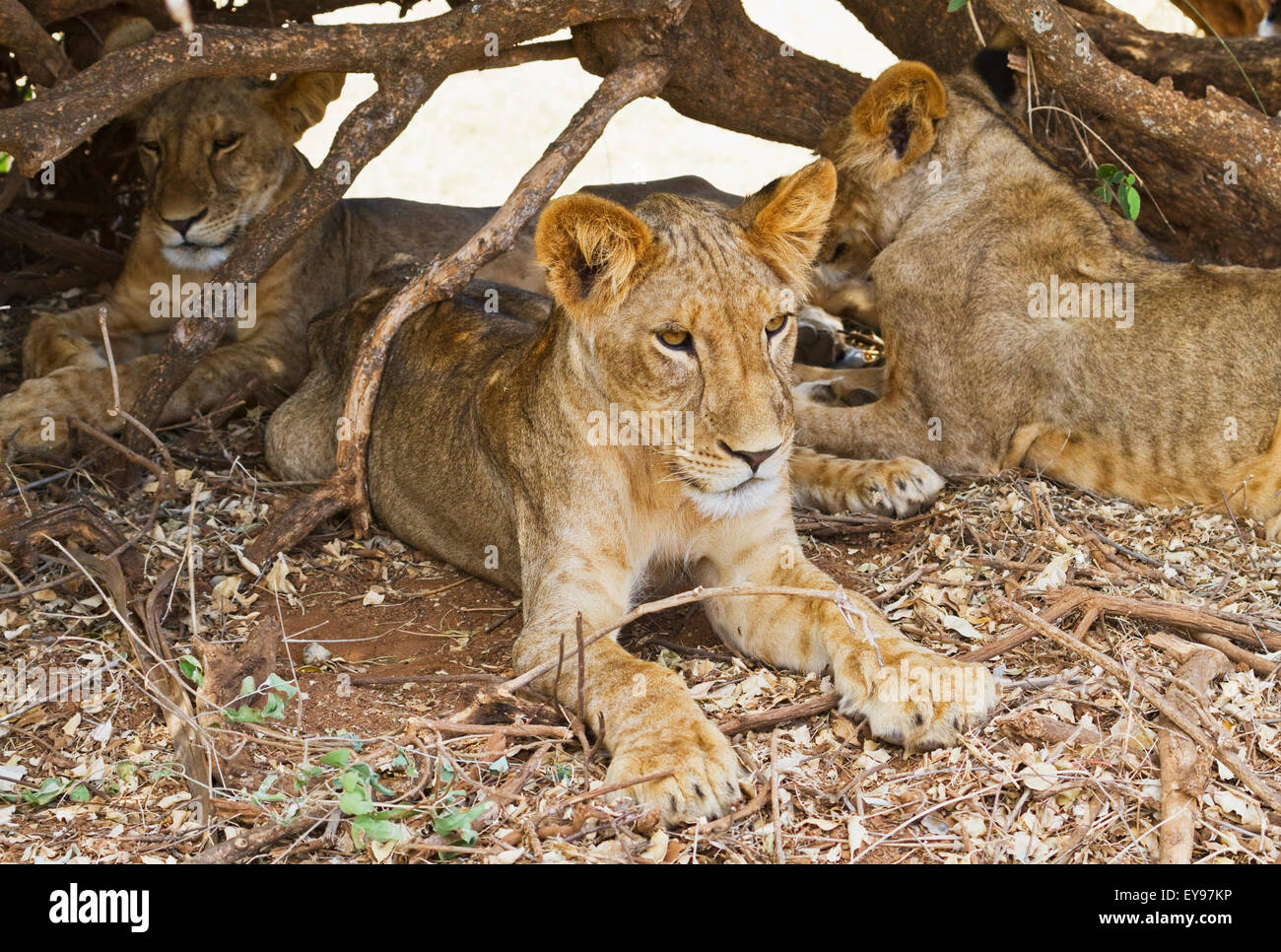 East african lion panthera leo nubica hi-res stock photography and ...