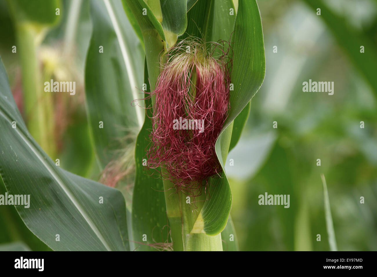 Corn france hi-res stock photography and images - Alamy