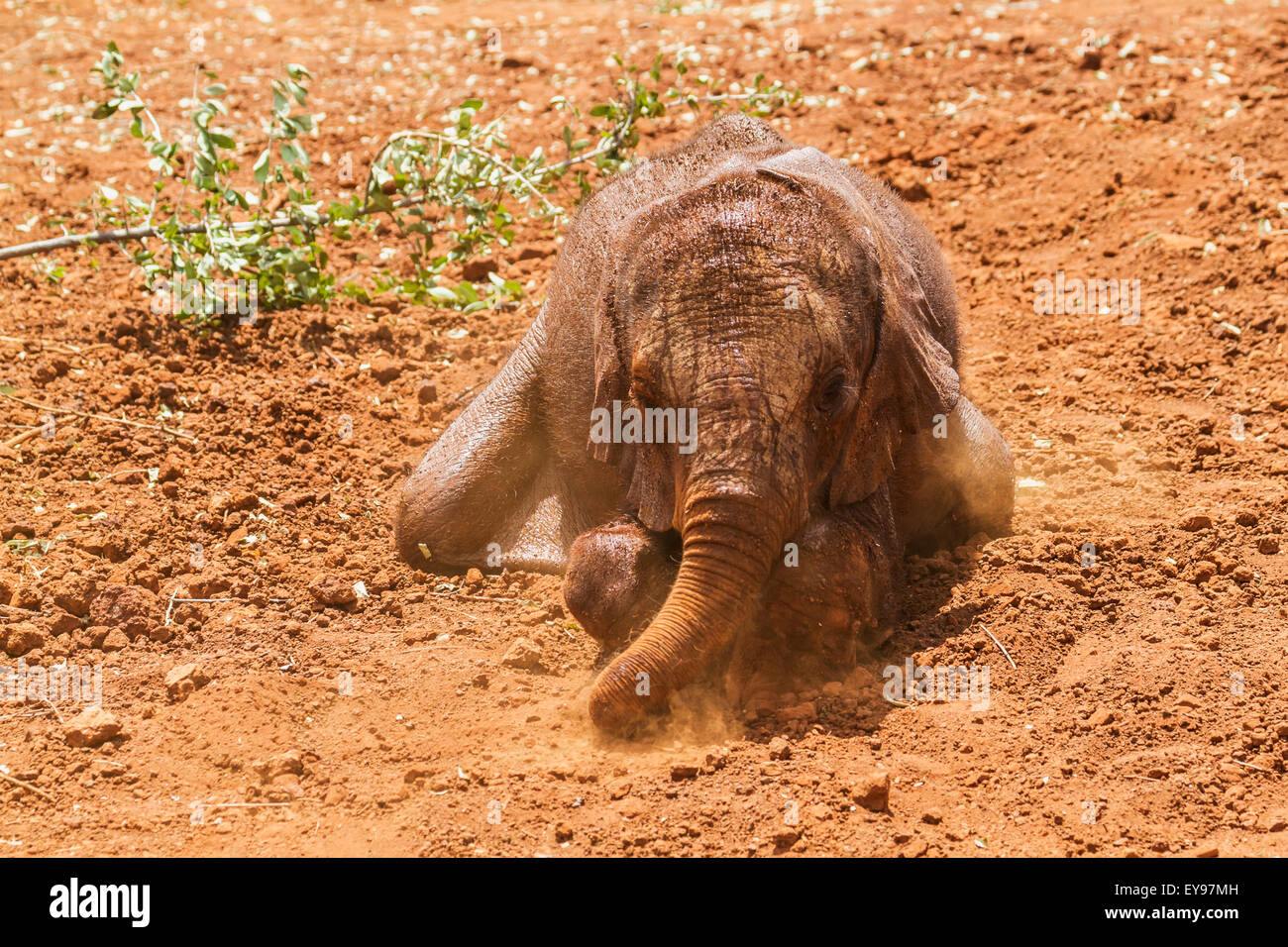 Orphaned African elephant (Loxodonta africana) at the Sheldrick ...