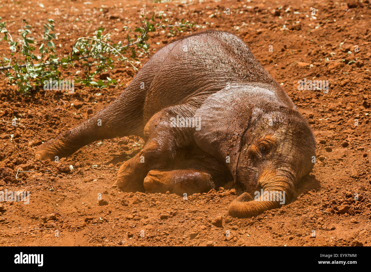 African elephant laying down hi-res stock photography and images - Alamy