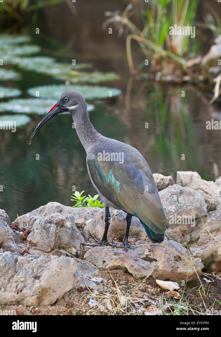 Hadada or hadeda ibis (Bostrychia hagedash), Shaba National Reserve ...