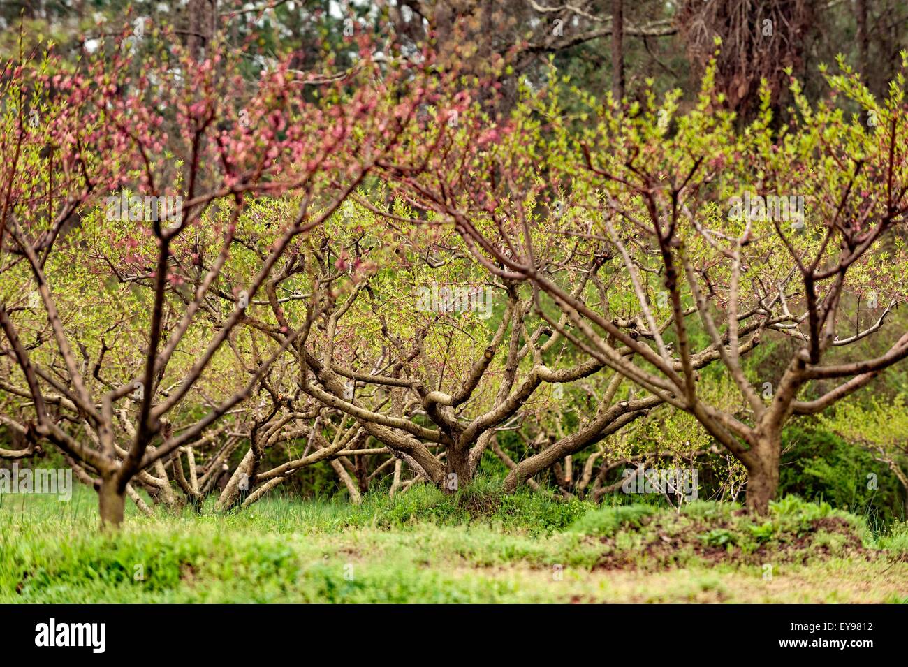 Some of the trees at Reeves orchard are over 25-years-old and still ...