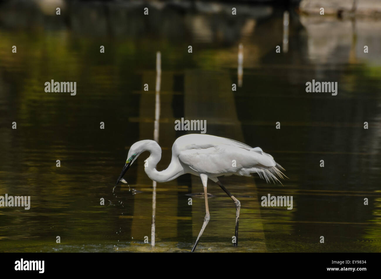 Great White Egret (Ardea Alba) fishing Stock Photo - Alamy