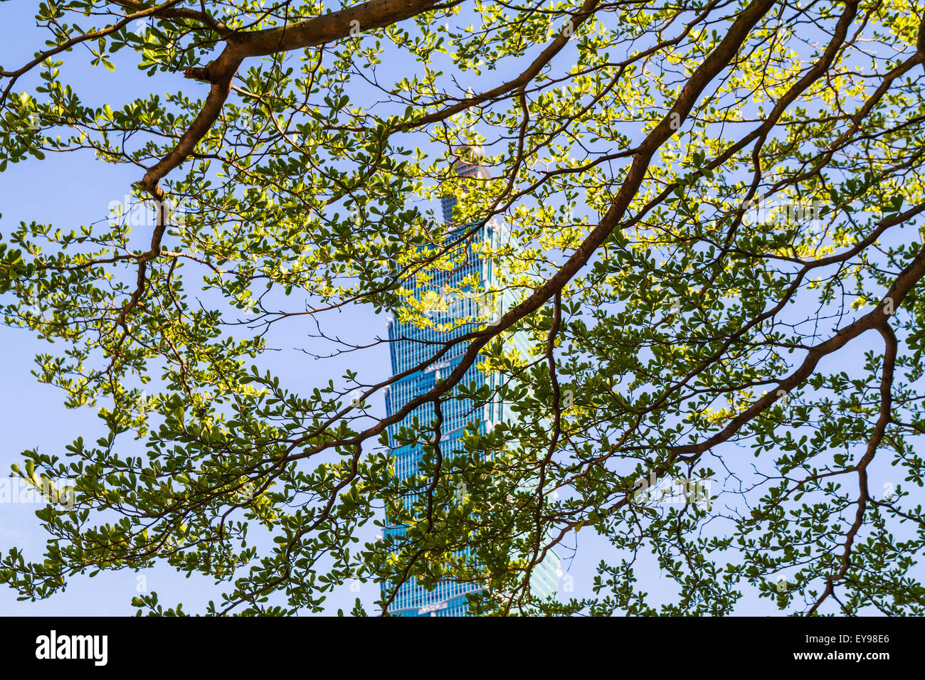 Taipei 101 skyscraper viewed through the green leaves on a tree; Taipei ...