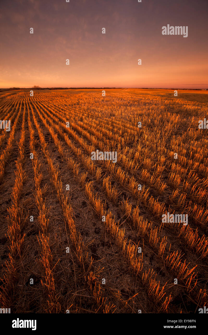 Wheat field in manitoba hi-res stock photography and images - Alamy