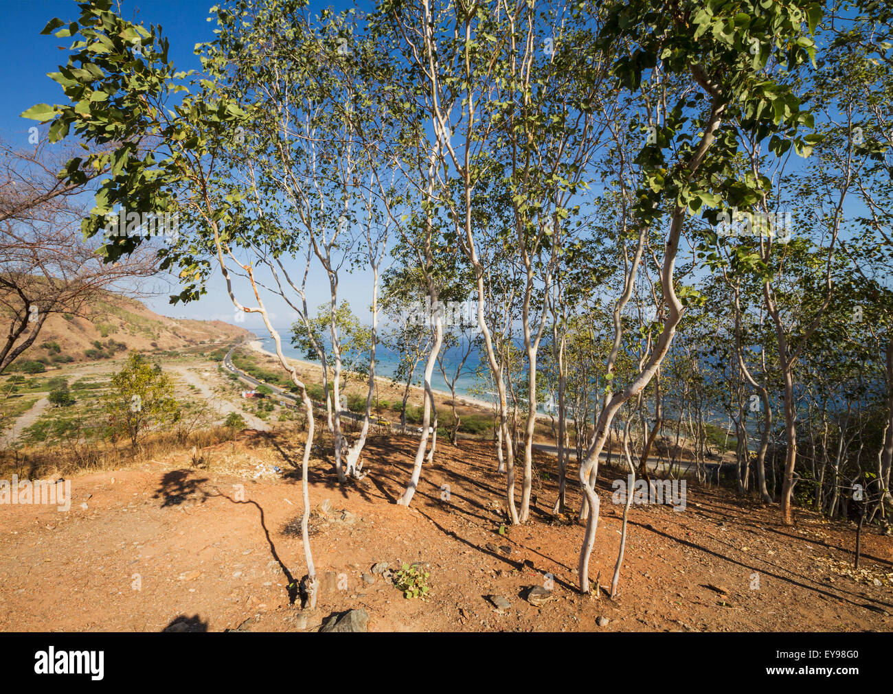Tea trees; Dili, East Timor Stock Photo - Alamy