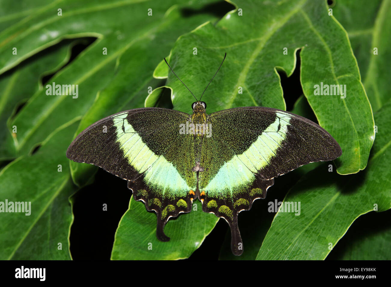 Swallowtail Butterfly. Common Banded Peacock, Papilio crino. The ...