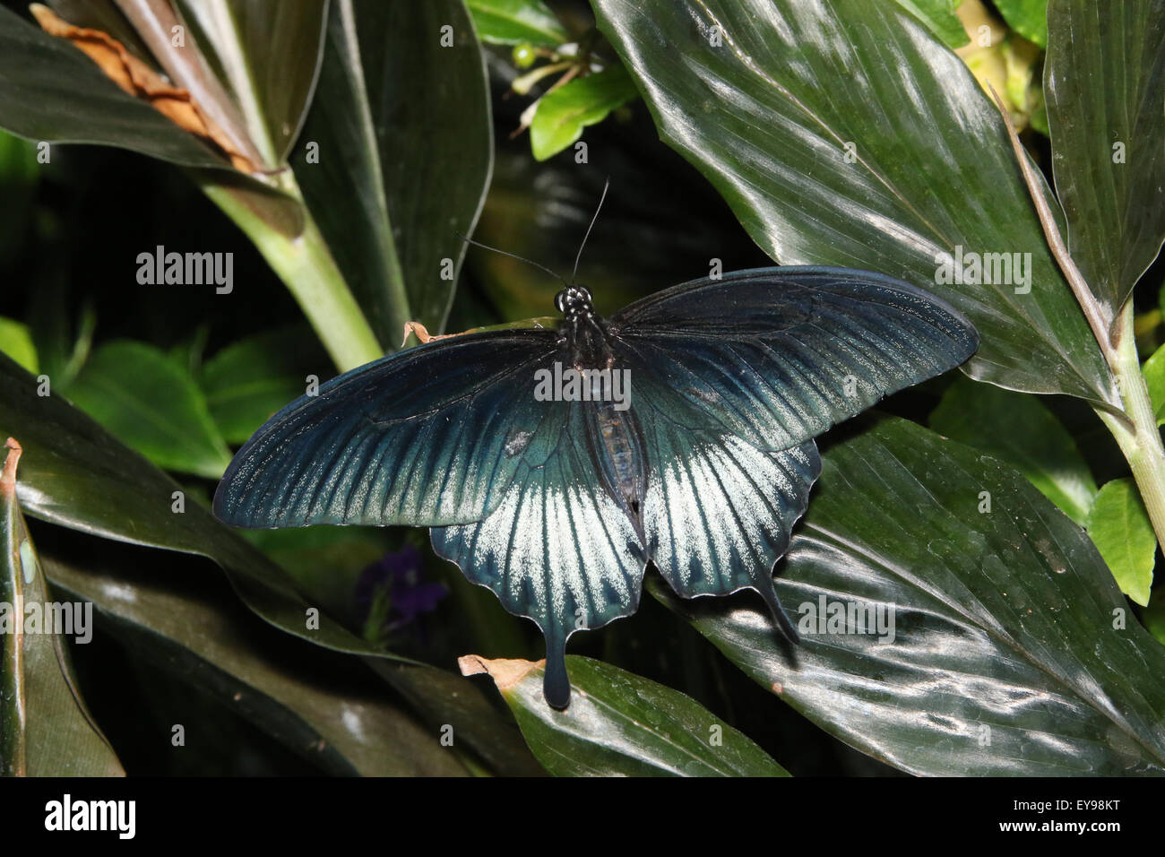 Swallowtail Butterfly. Great Mormon, Papilio memnon. The Butterfly ...