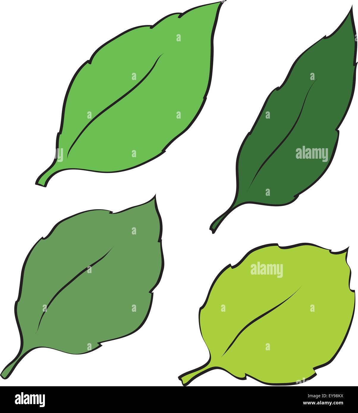 Four leaves isolated on white background Stock Vector Image & Art - Alamy