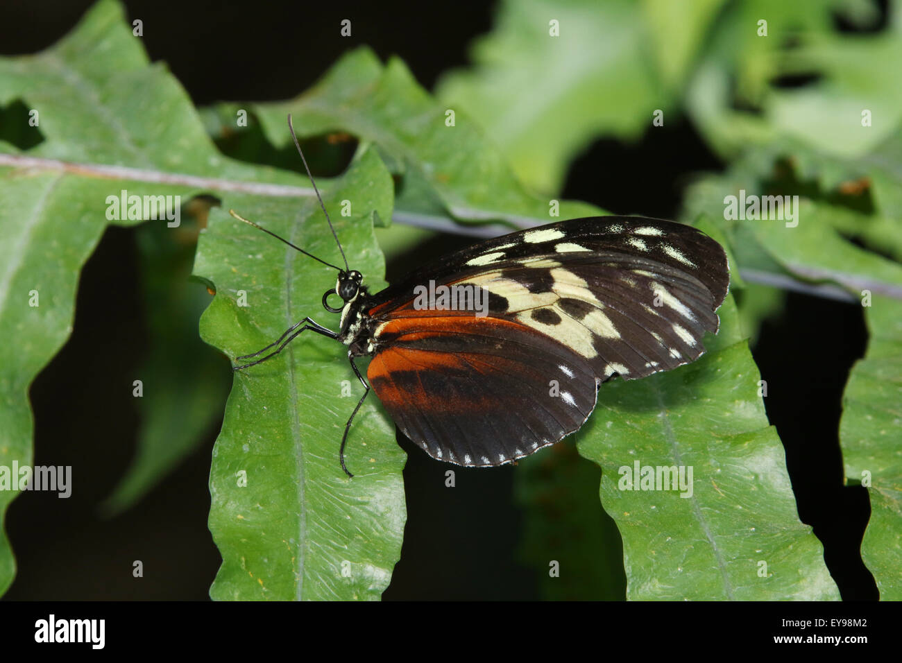 Butterfly. Tiger Longwing, Hecale Longwing, Golden Longwing, Golden ...