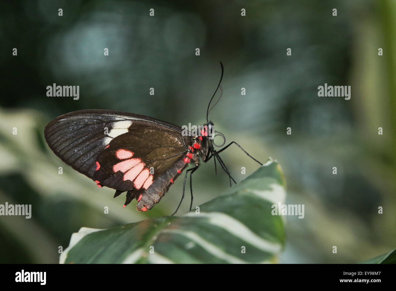 Butterfly. Parides iphidamas, Cattlehearth Butterfly. The Butterfly ...